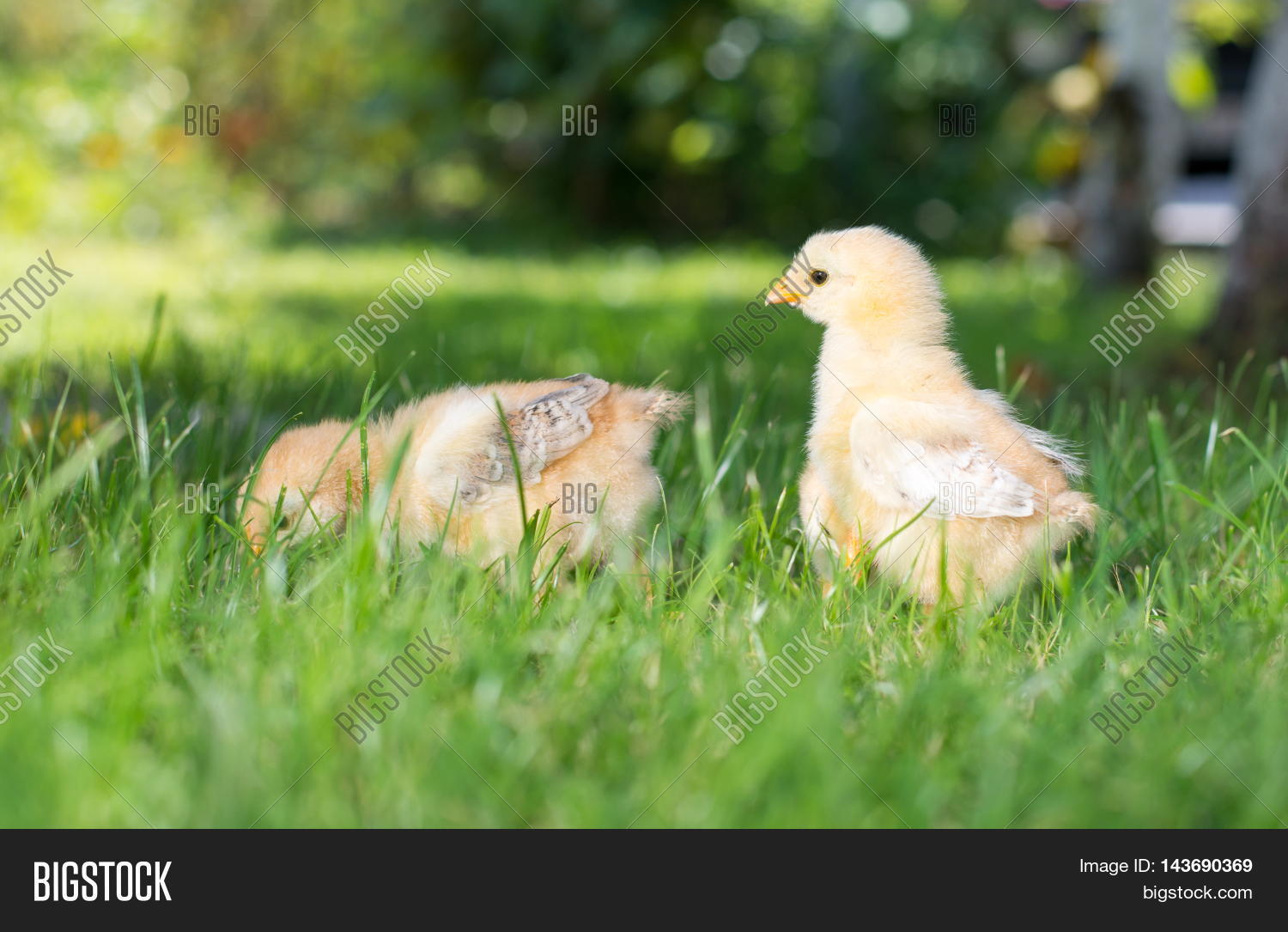 Baby Chickens Walking Image & Photo (Free Trial) | Bigstock