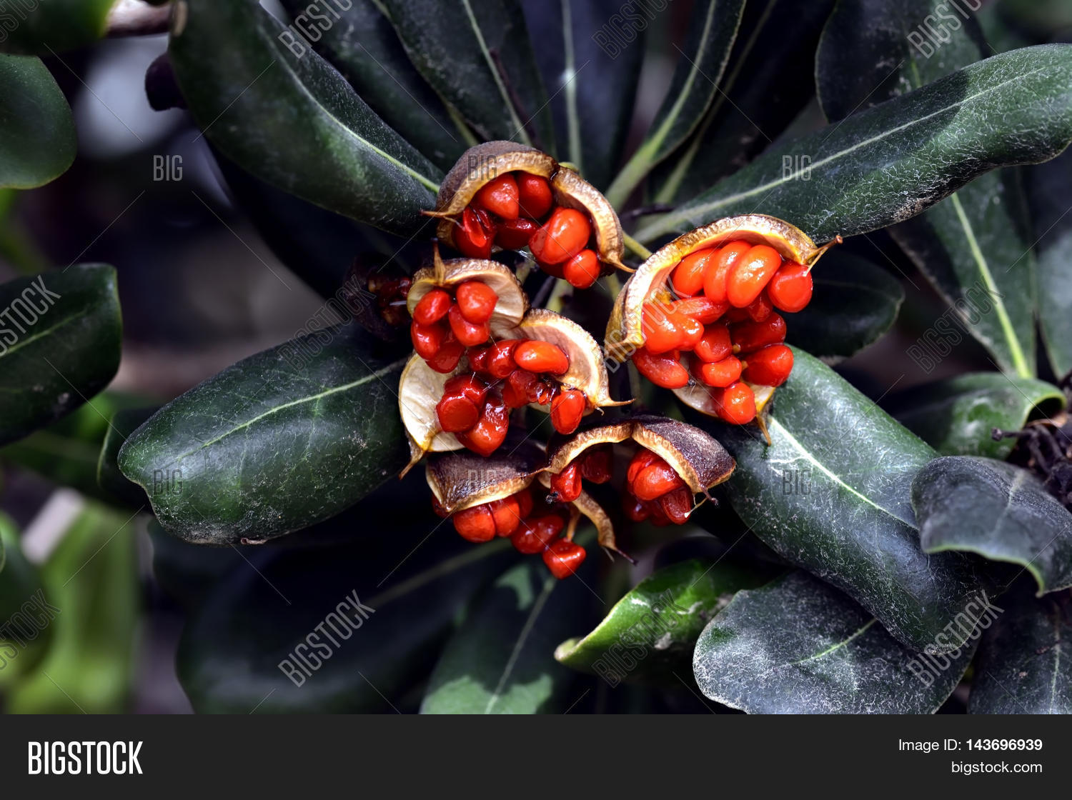 Group Open Red Seeds Image & Photo (Free Trial) | Bigstock