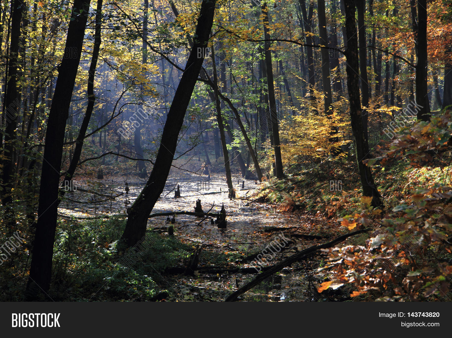 Small Autumn Brooklet Image & Photo (Free Trial) | Bigstock