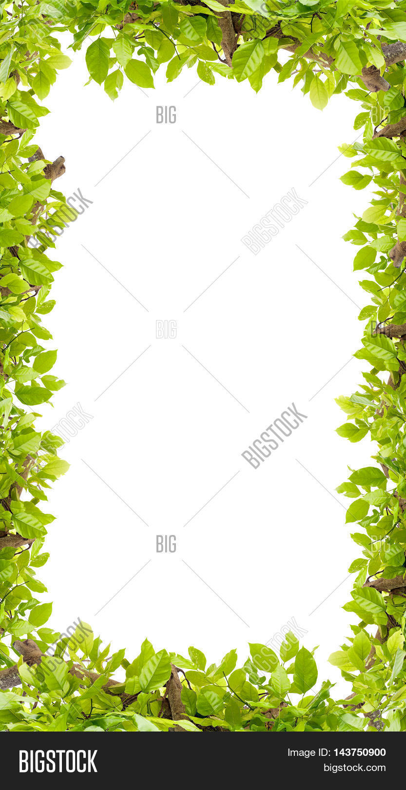 Beautiful Green Leaves Image & Photo (Free Trial) | Bigstock