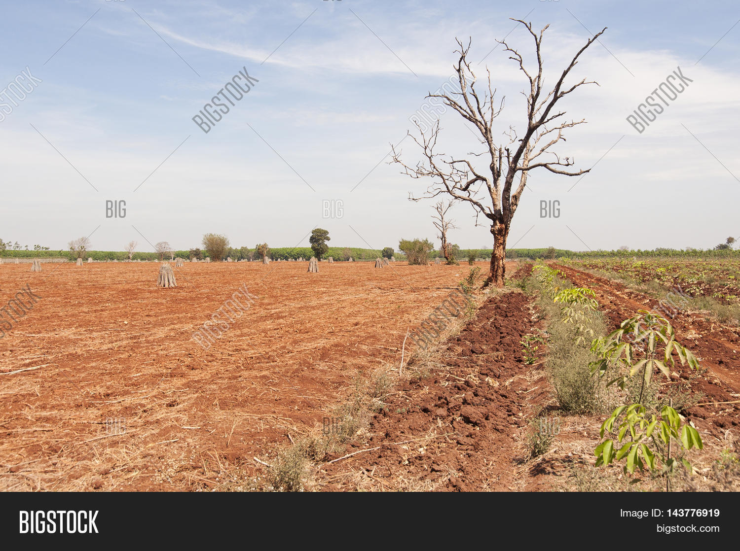 Tropical Forest Image & Photo (Free Trial) | Bigstock