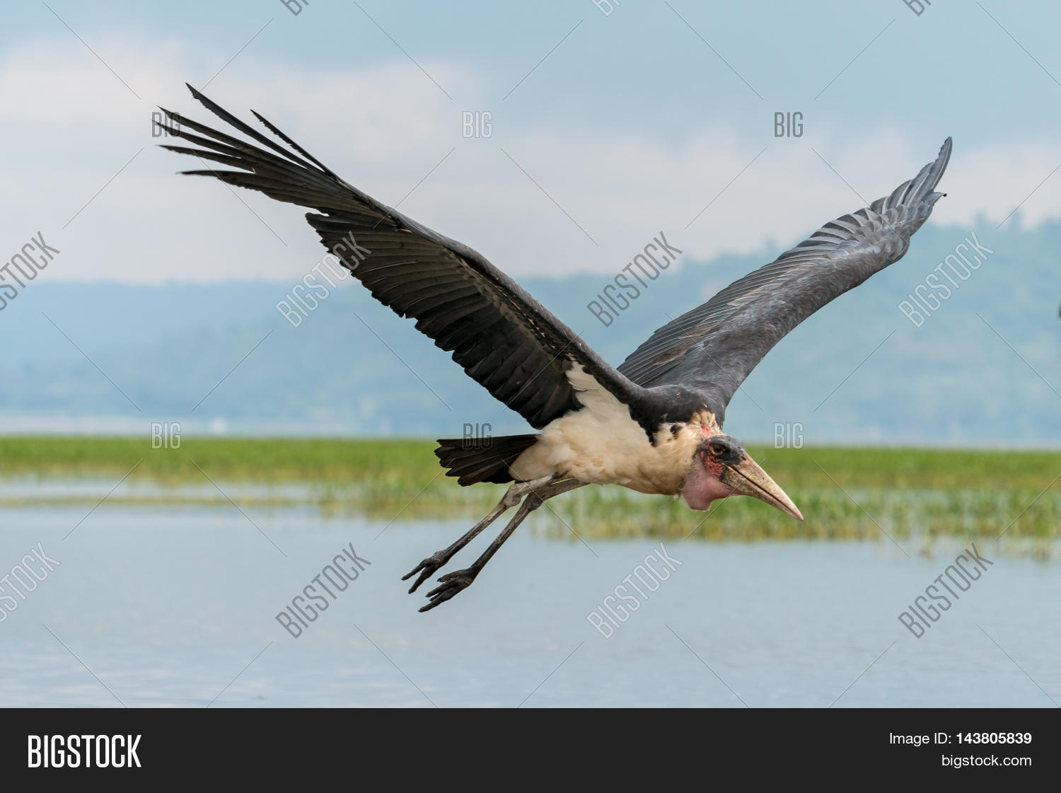 Marabou Stork Mid Image & Photo (Free Trial) | Bigstock