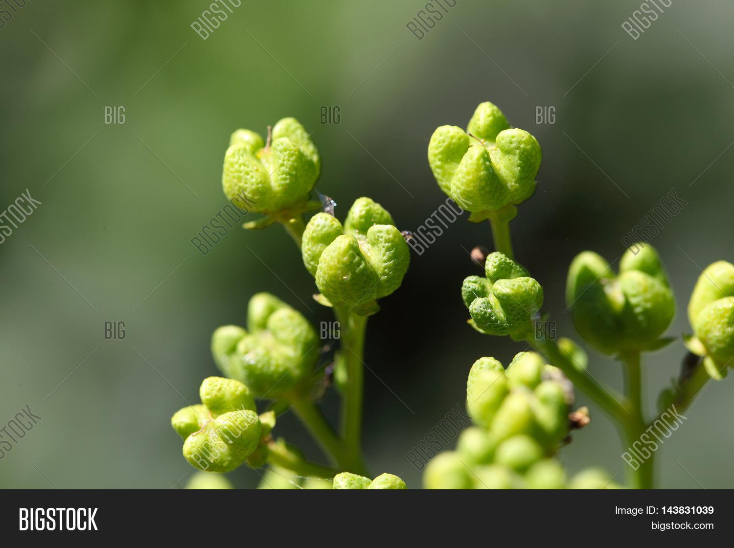 Fruit Common Rue (Ruta Image & Photo (Free Trial) | Bigstock
