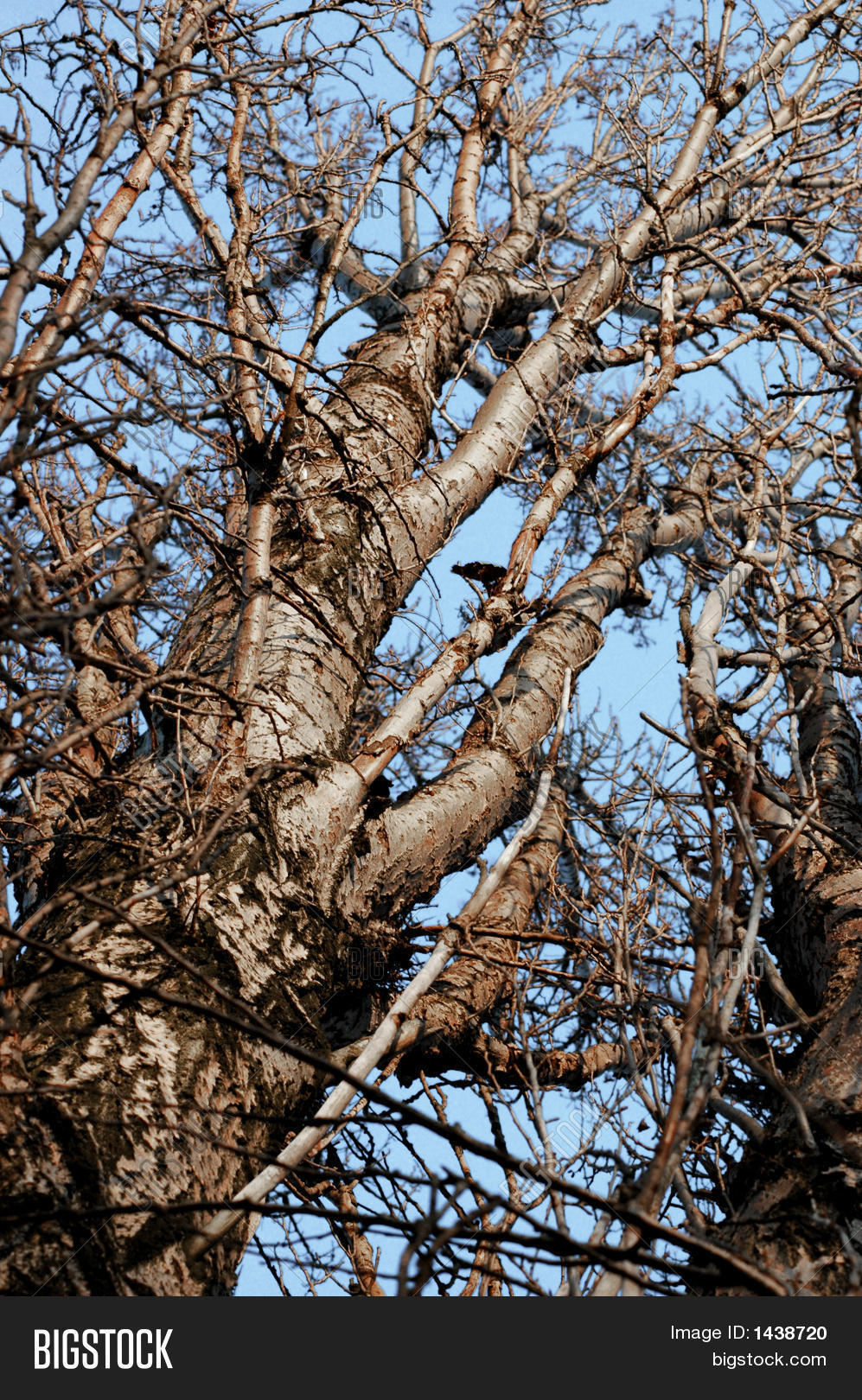 Mighty Tree Image & Photo (Free Trial) | Bigstock