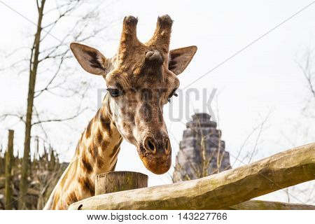 Sad Giraffe Head Image & Photo (Free Trial) | Bigstock