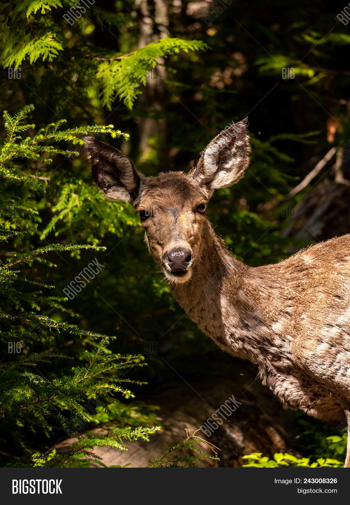 Young Female Deer Image & Photo (Free Trial) | Bigstock