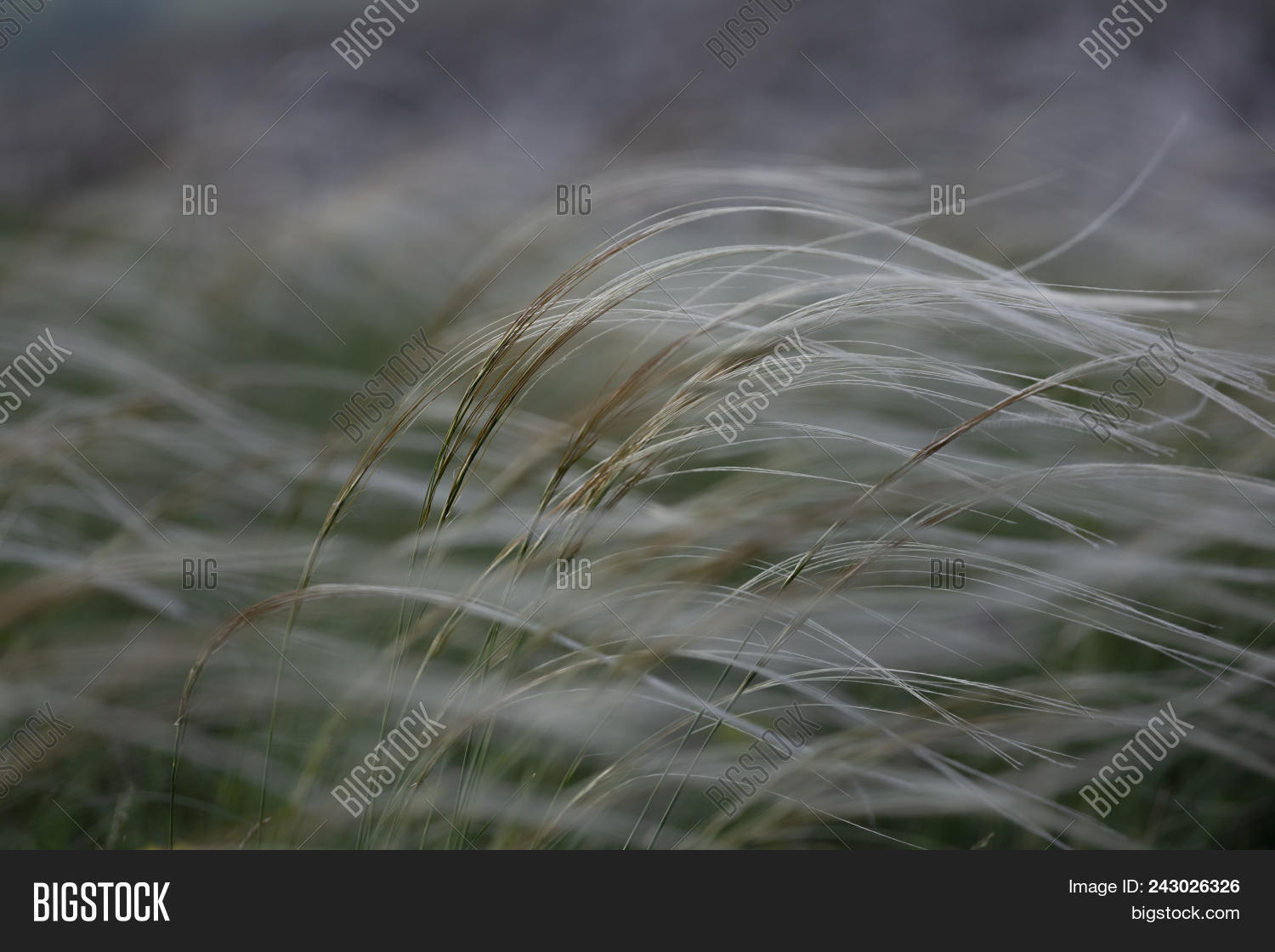 Stipa Capillata Known Image & Photo (Free Trial) | Bigstock