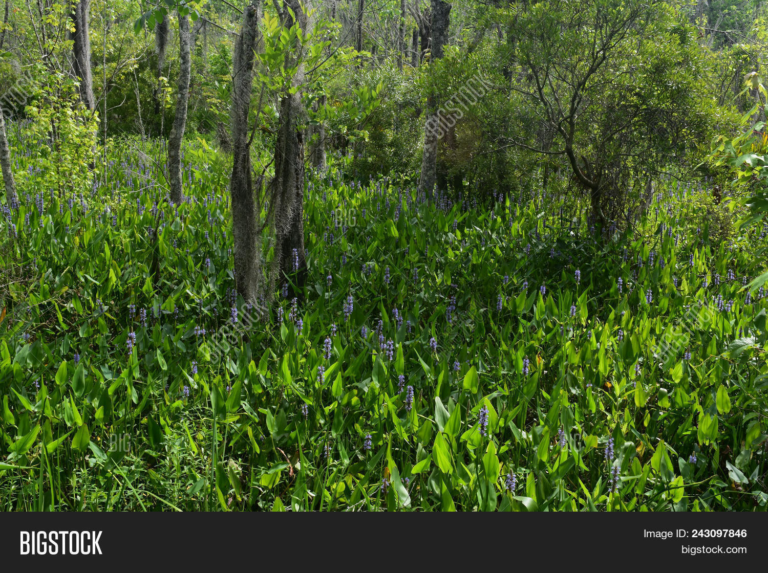 Louisiana Swamp Purple Image & Photo (Free Trial) | Bigstock