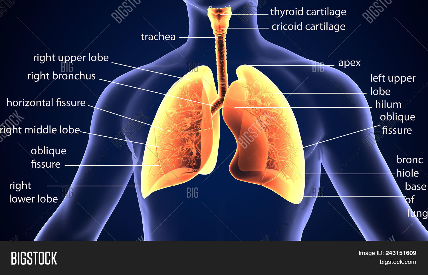 Human Lungs Anatomy And Physiology
