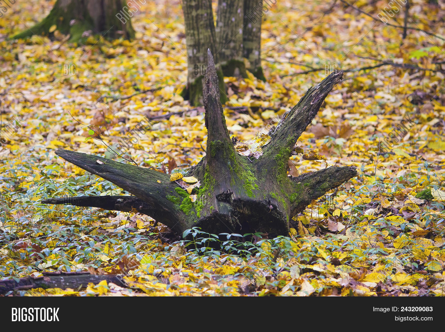 Stump Look Like Head Image & Photo (Free Trial) | Bigstock