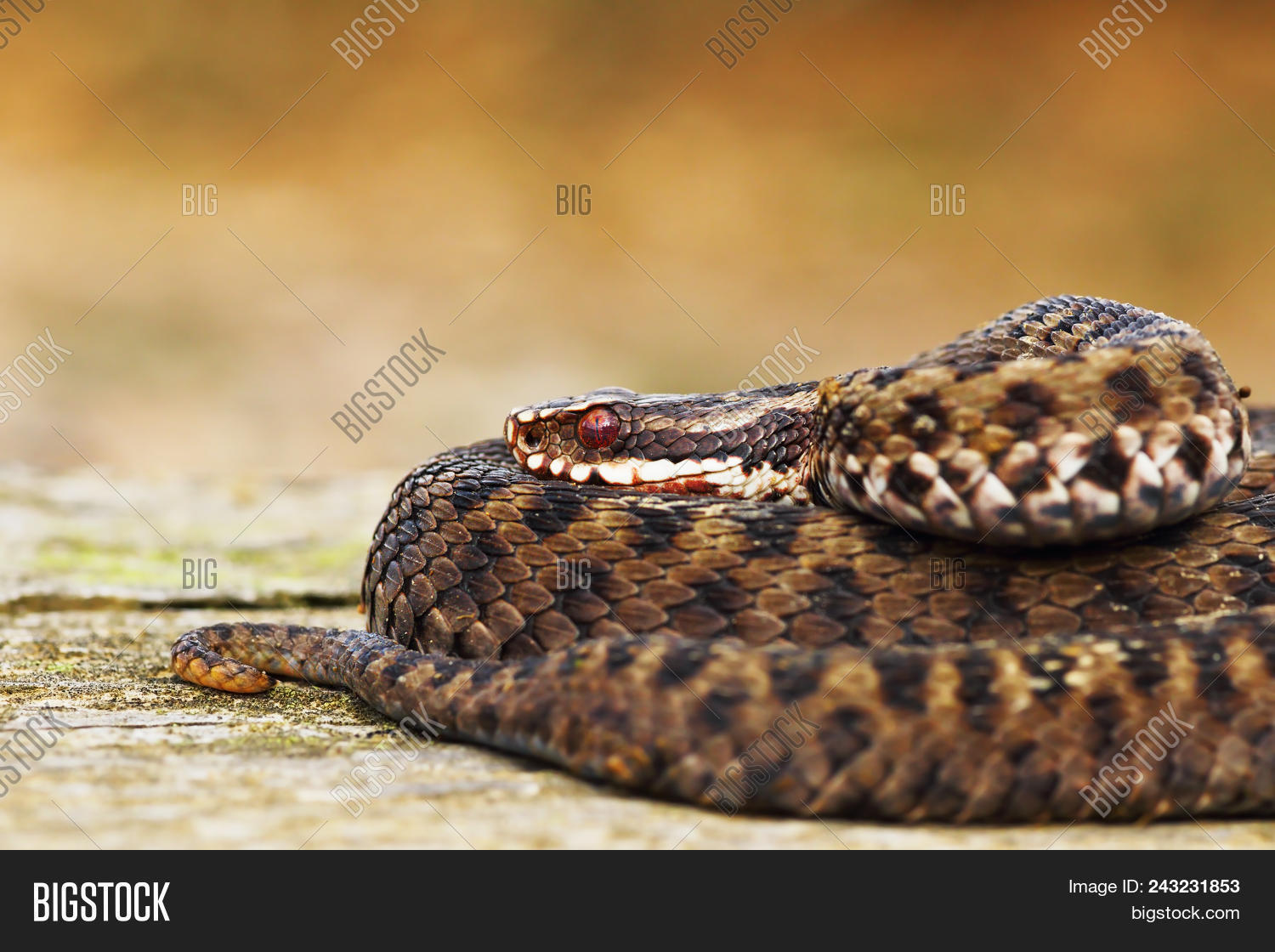 Beautiful Common Image & Photo (Free Trial) | Bigstock