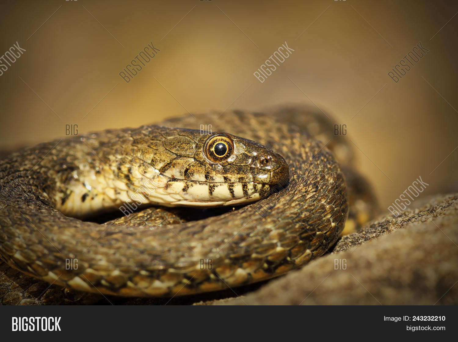 Close Dice Snake ( Image & Photo (Free Trial) | Bigstock