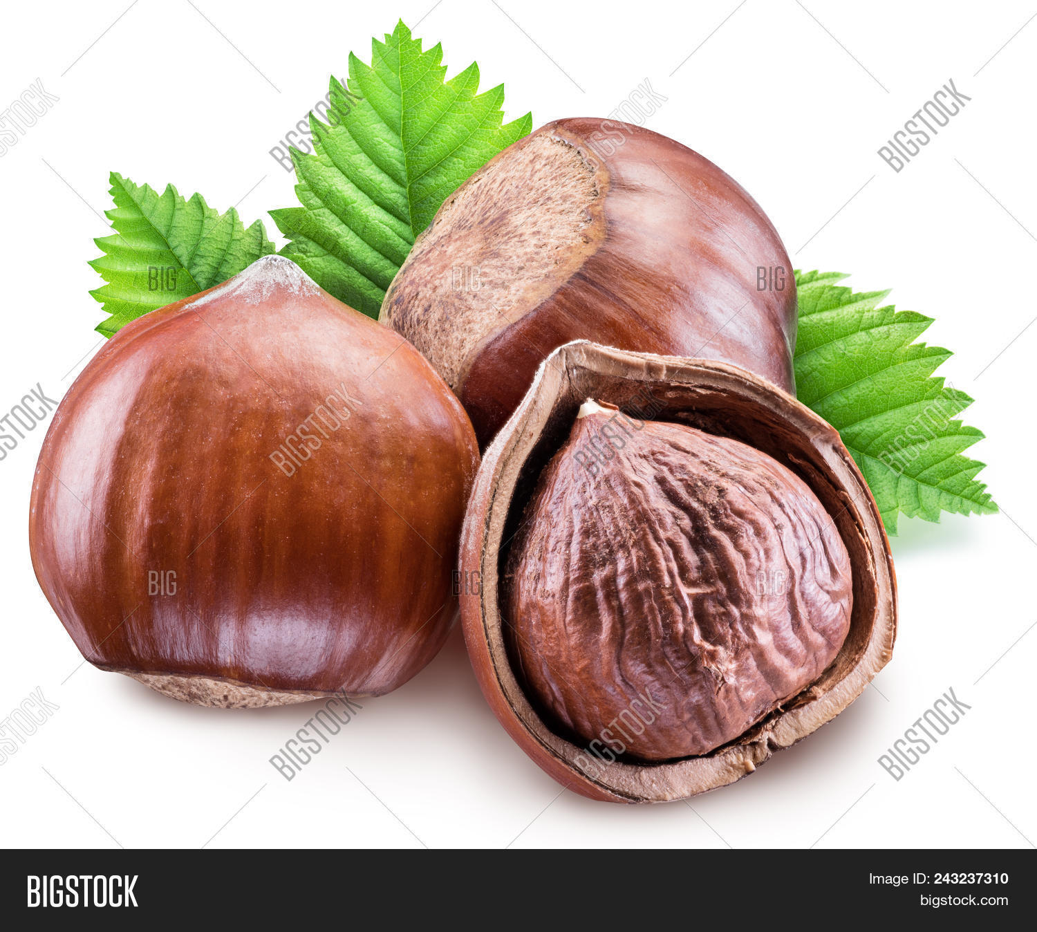 Hazelnuts, Kernel Image & Photo (Free Trial) | Bigstock