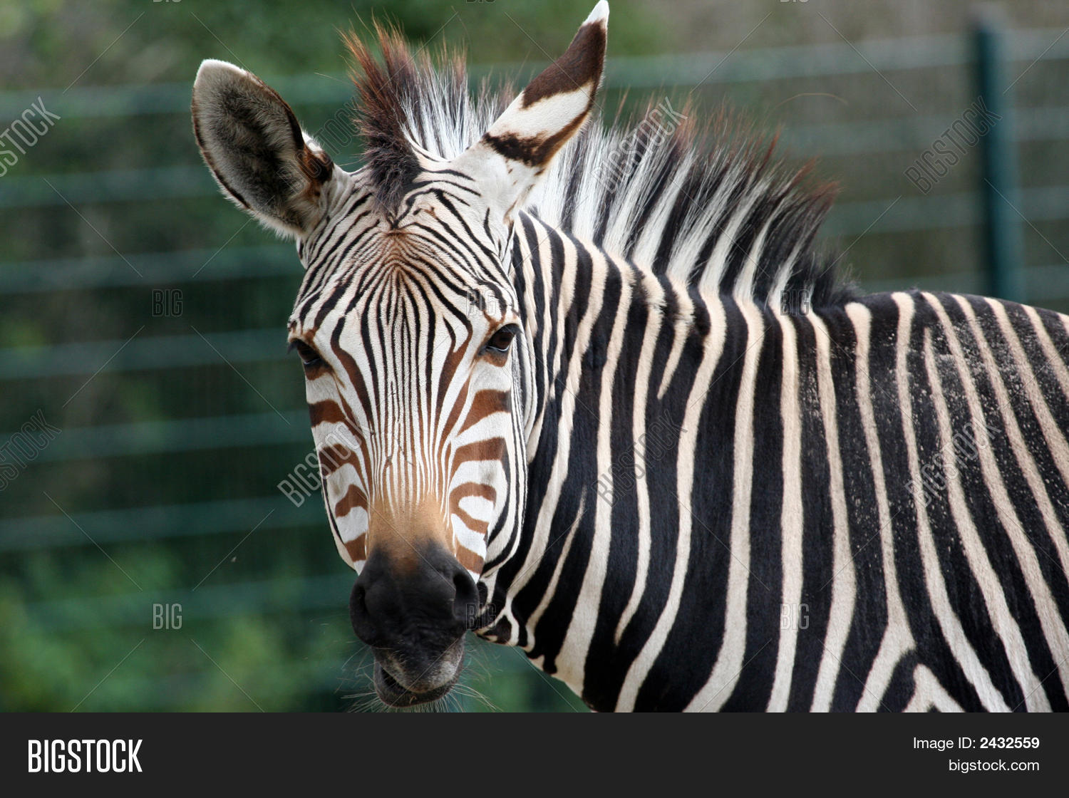 Zebra Portrait Image & Photo (Free Trial) | Bigstock