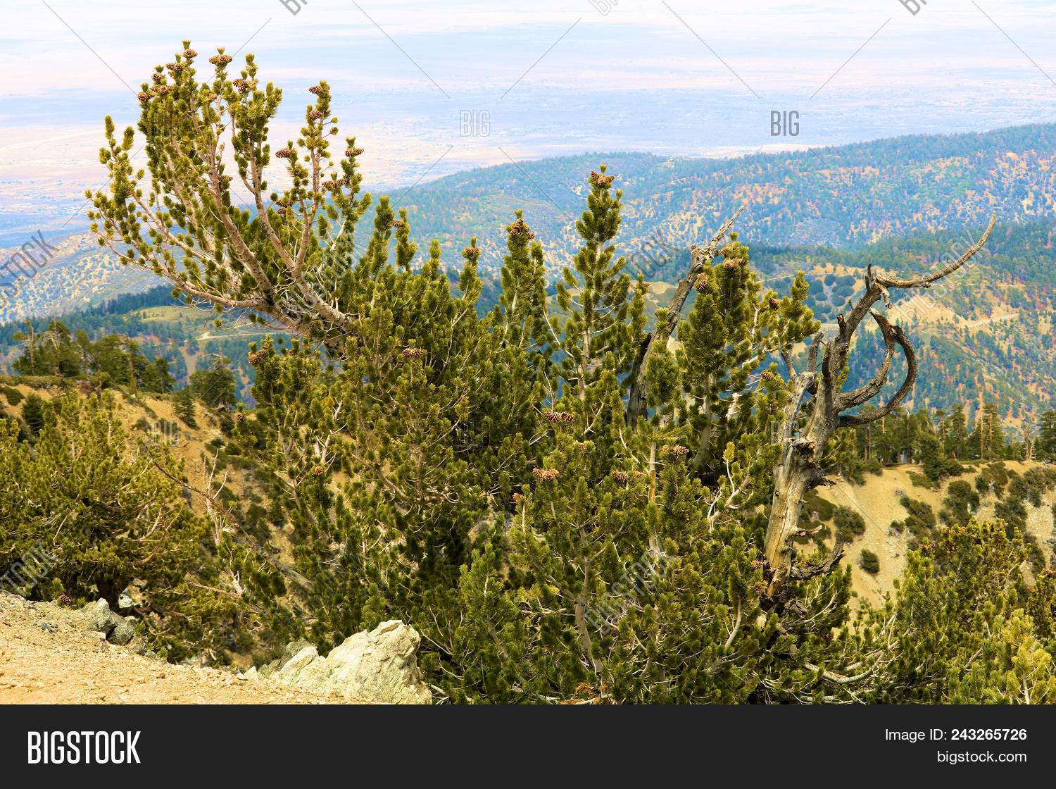 Lodgepole Pine Trees Image & Photo (Free Trial) | Bigstock