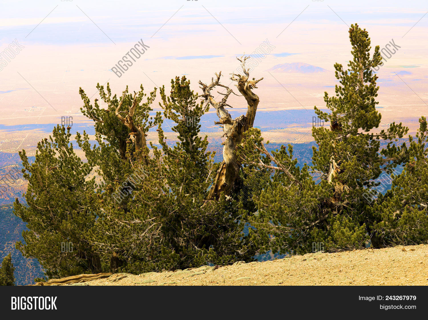 Lodgepole Pine Trees Image & Photo (Free Trial) | Bigstock