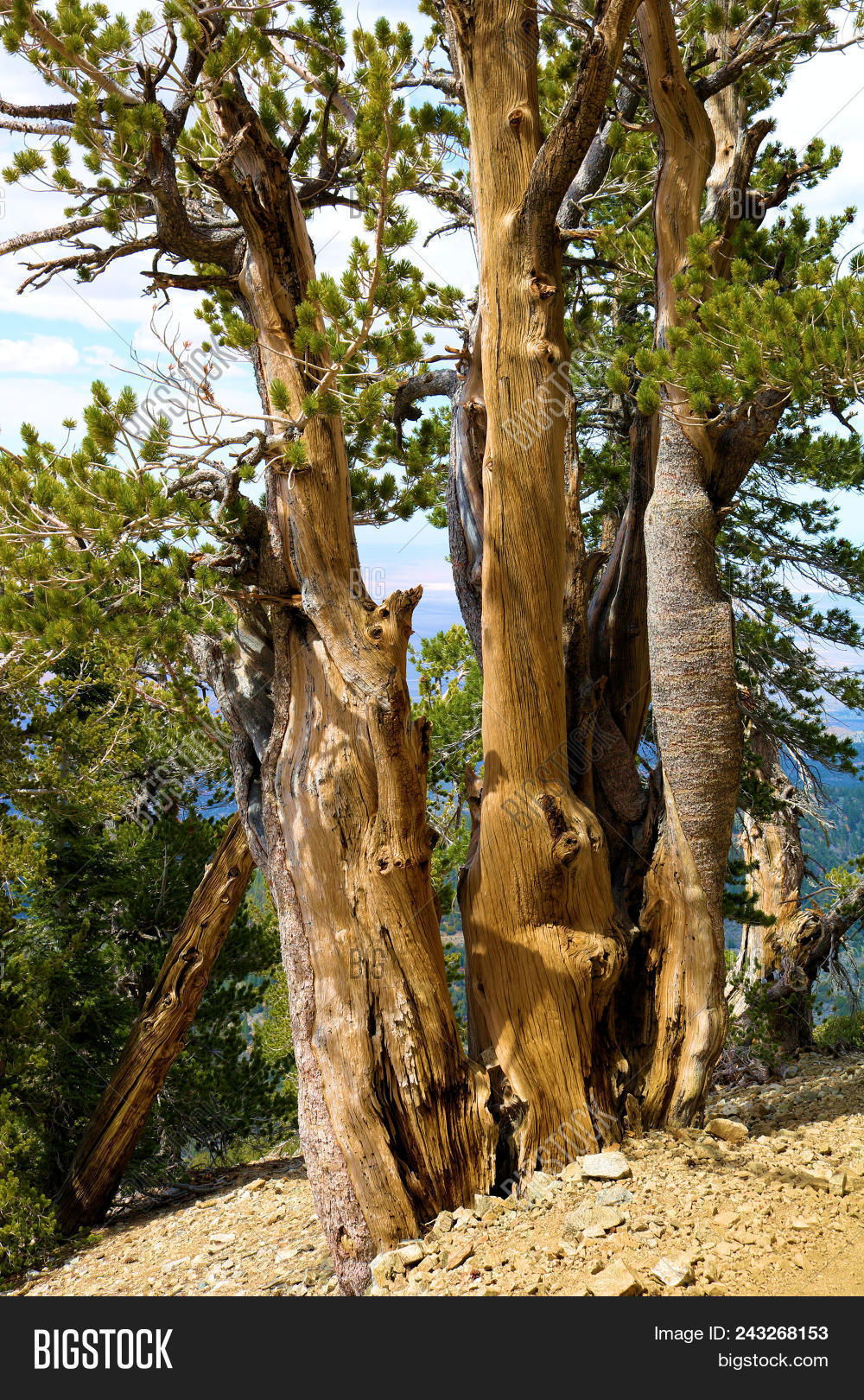 Lodgepole Pine Tree Image & Photo (Free Trial) | Bigstock
