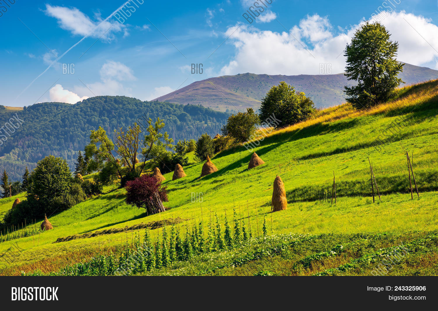 Hillside Row Haystacks Image & Photo (Free Trial) | Bigstock