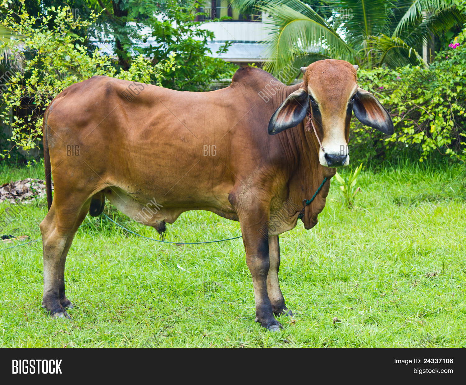 Brahman Cattle Yard Image & Photo (Free Trial) | Bigstock