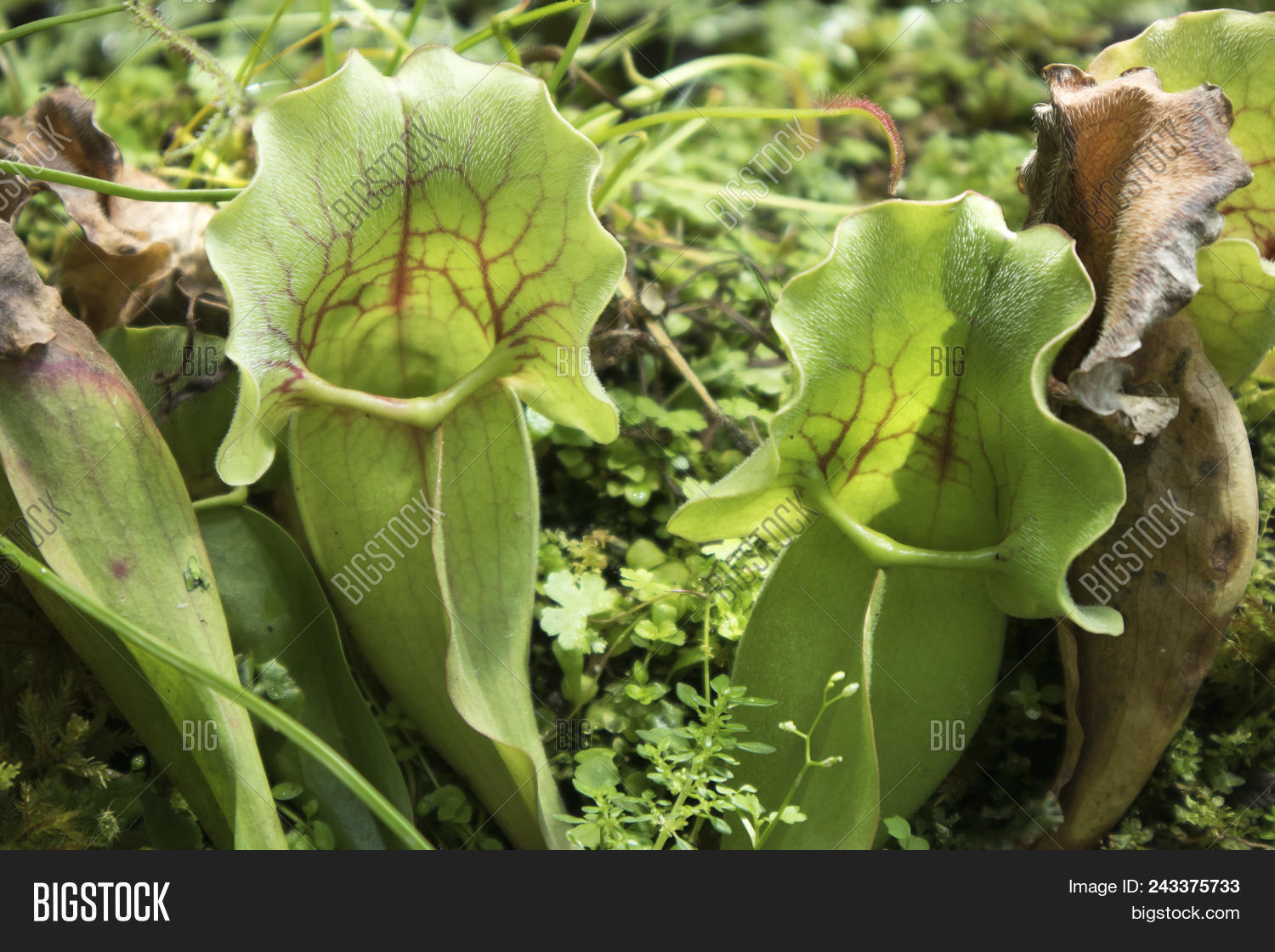 Nepenthes, Pitfall Image & Photo (Free Trial) | Bigstock