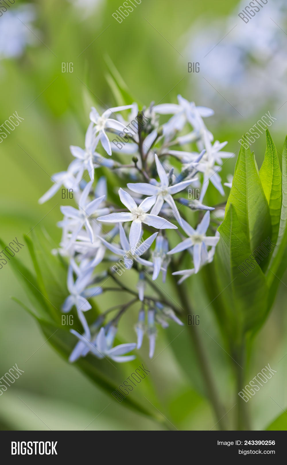 Shining Blue Star Image & Photo (Free Trial) | Bigstock