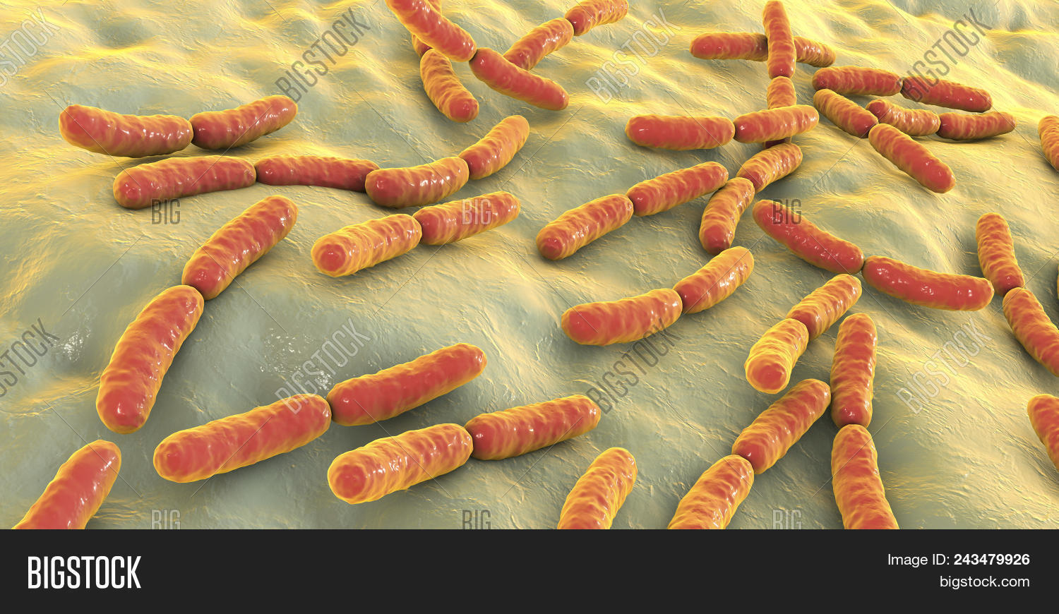 Bacteria Lactobacillus Image & Photo (Free Trial) | Bigstock