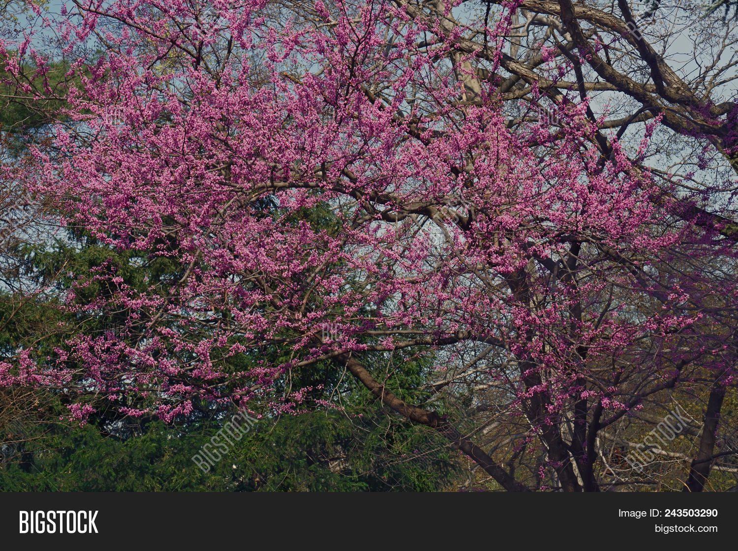 Eastern Redbud (cercis Image & Photo (Free Trial) | Bigstock