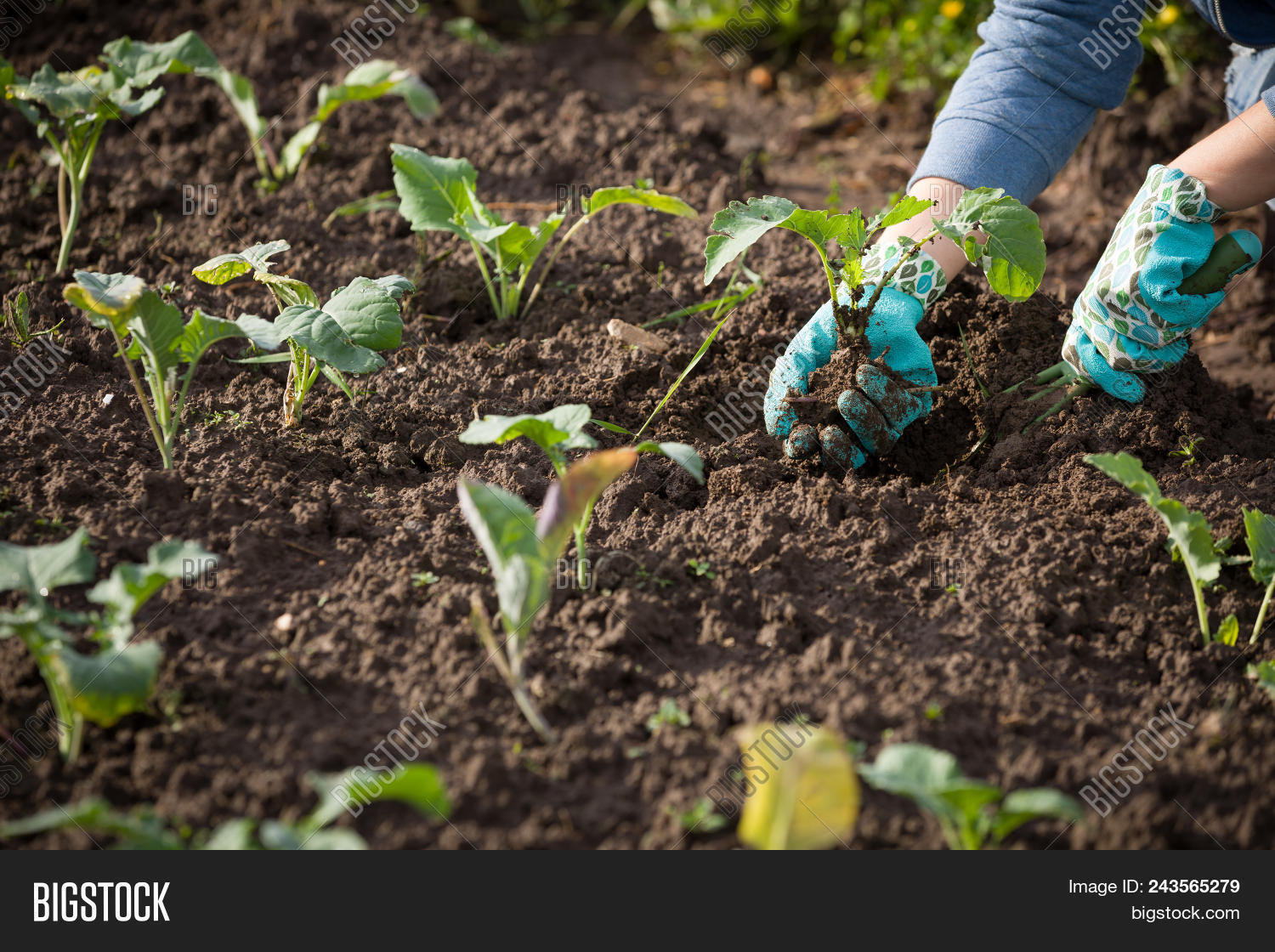 Closeup Farmer's Hands Image & Photo (Free Trial) | Bigstock