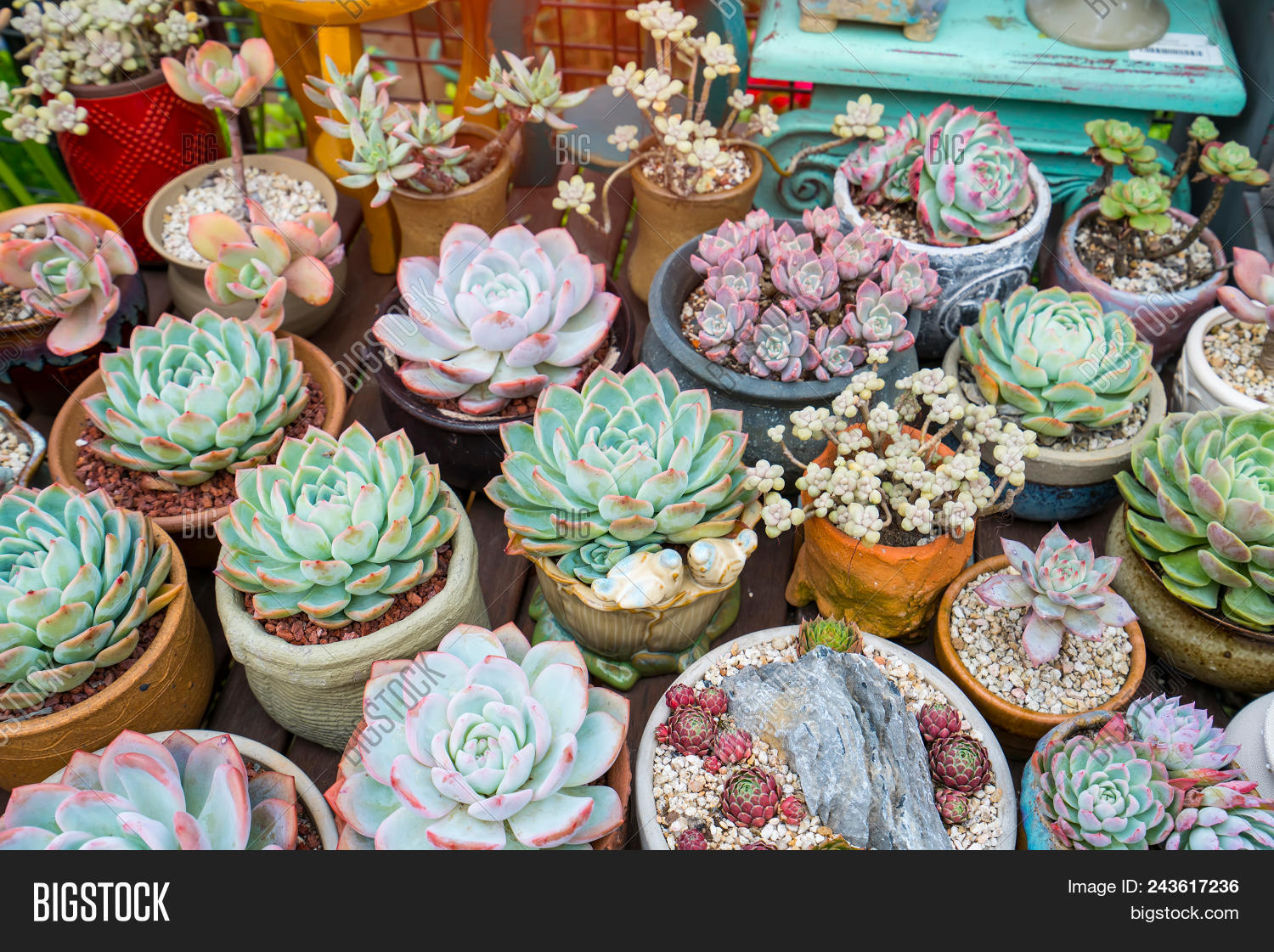Miniature Succulent Image & Photo (Free Trial) | Bigstock