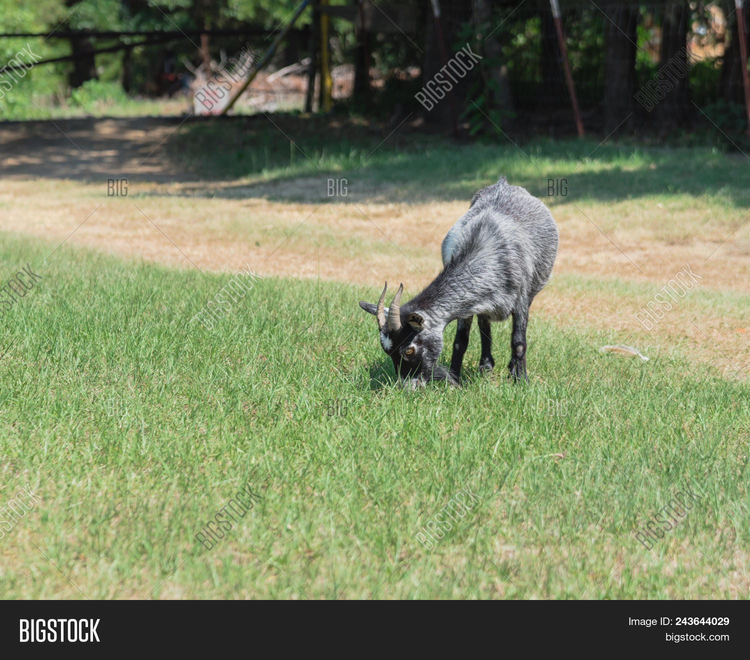 Goat Grazing Grass Image & Photo (Free Trial) | Bigstock