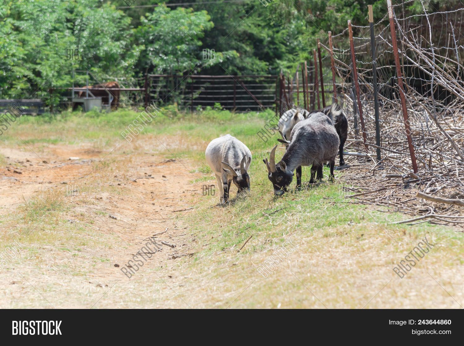 Goat Grazing Grass Image & Photo (Free Trial) | Bigstock