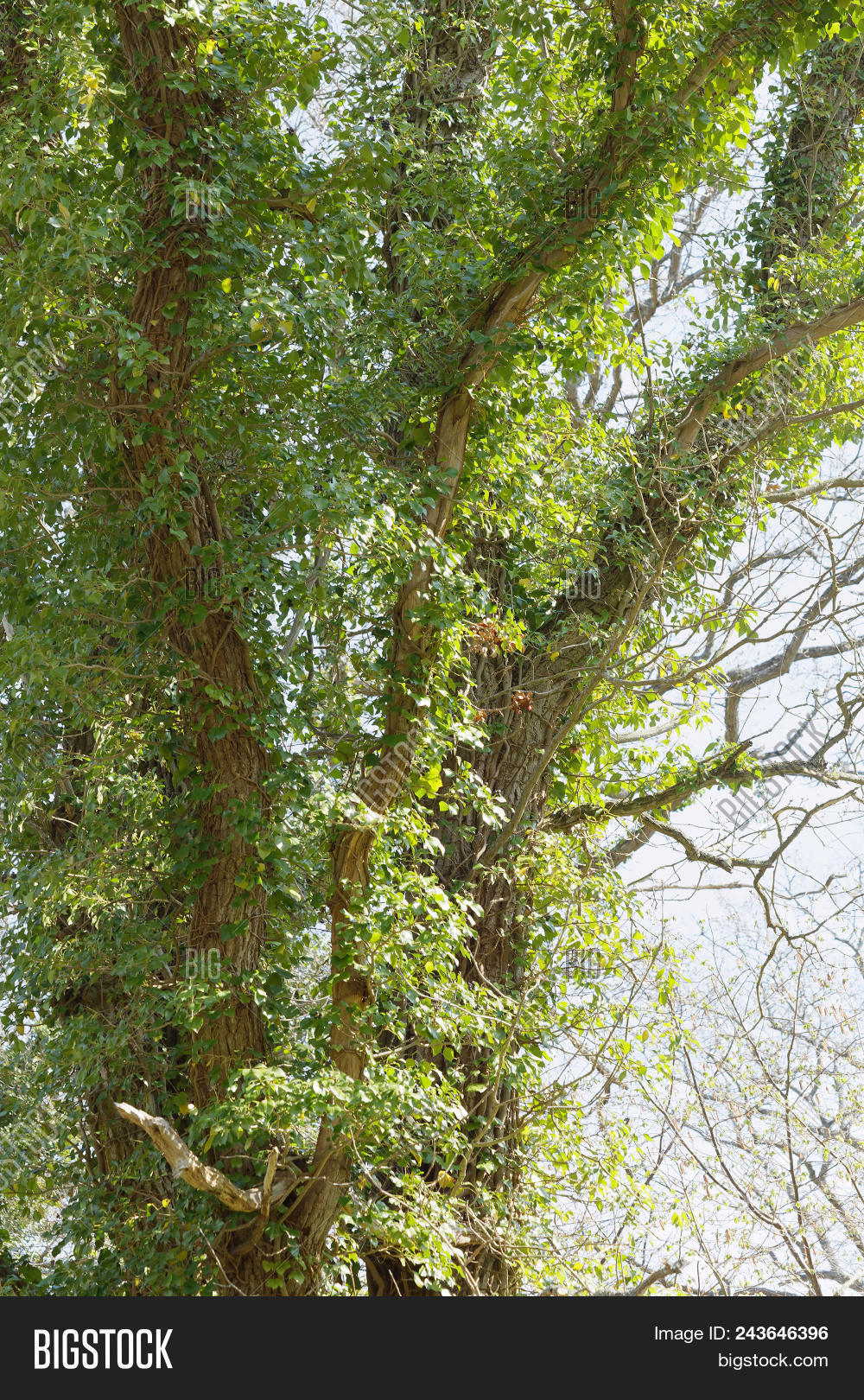 Large Tree Covered Ivy Image & Photo (Free Trial) | Bigstock