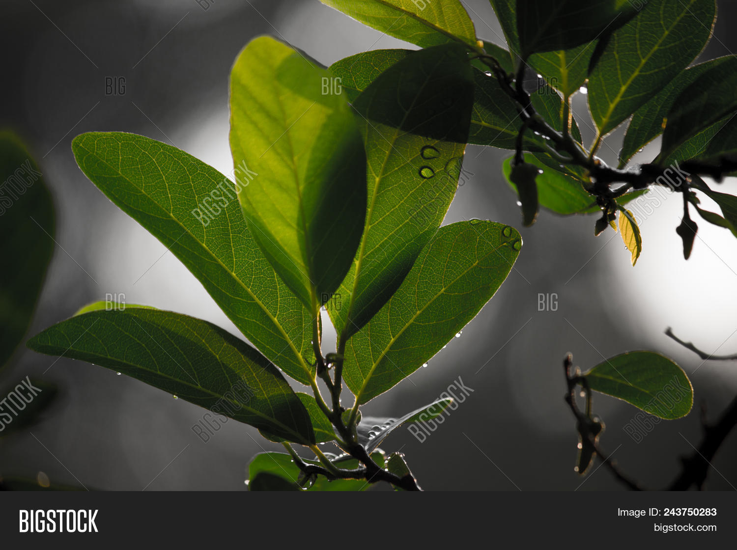 Leaf Organ Vascular Image & Photo (Free Trial) | Bigstock