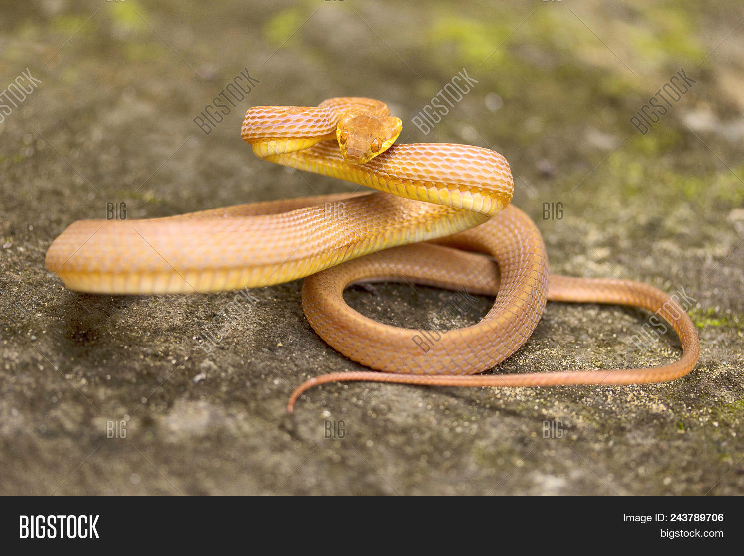 Tawny Cat Snake, Boiga Image & Photo (Free Trial) | Bigstock