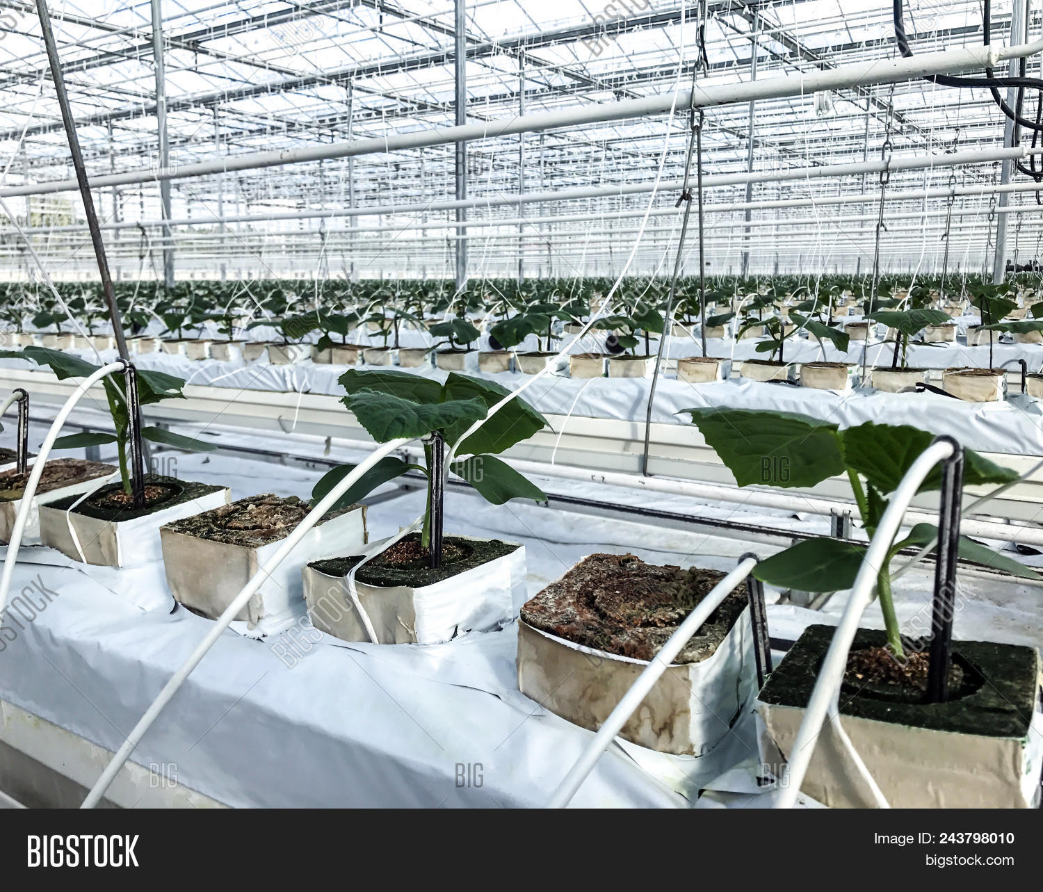 Cucumber Plants Cubes Image & Photo (Free Trial) | Bigstock