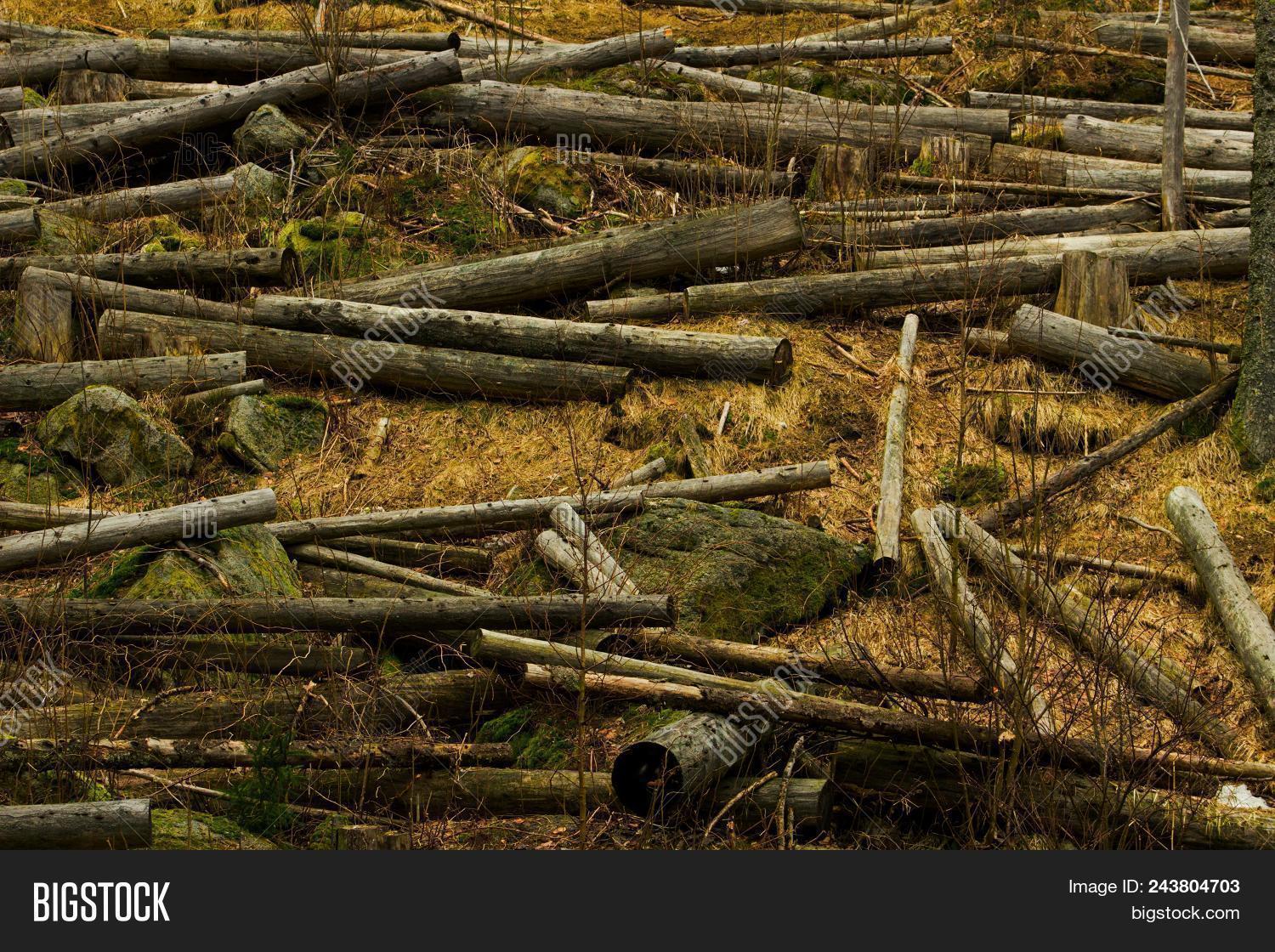 Truncated Trunks Image & Photo (Free Trial) | Bigstock