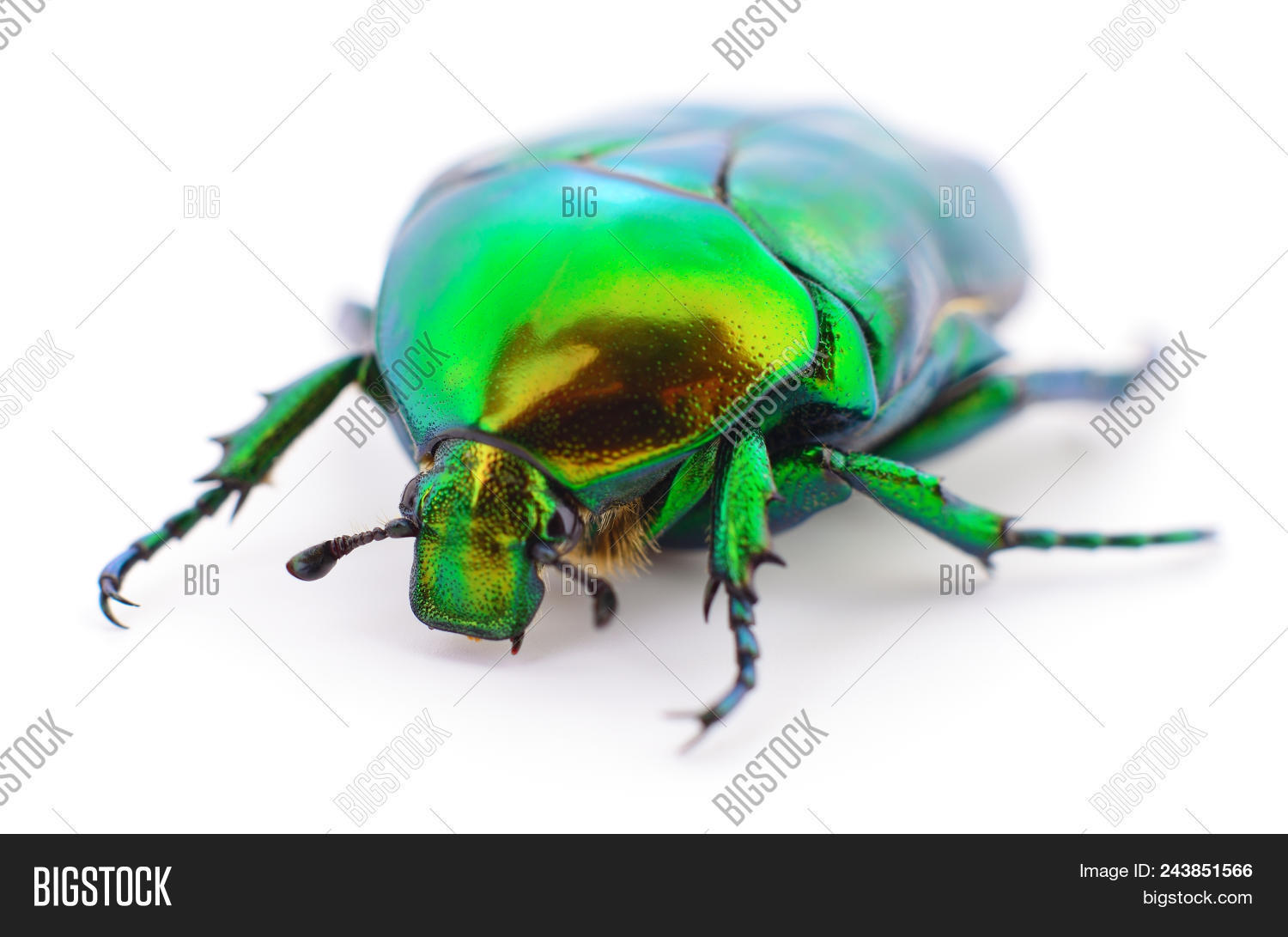 Green Beetle Insect Image & Photo (Free Trial) | Bigstock