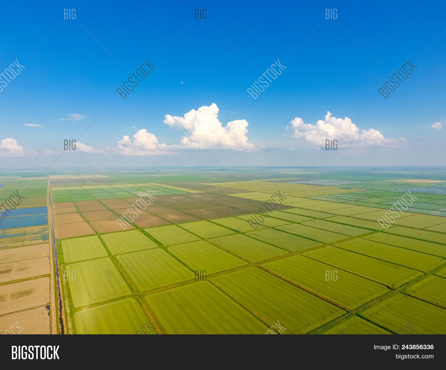 Rice Fields Flooded Image & Photo (Free Trial) | Bigstock