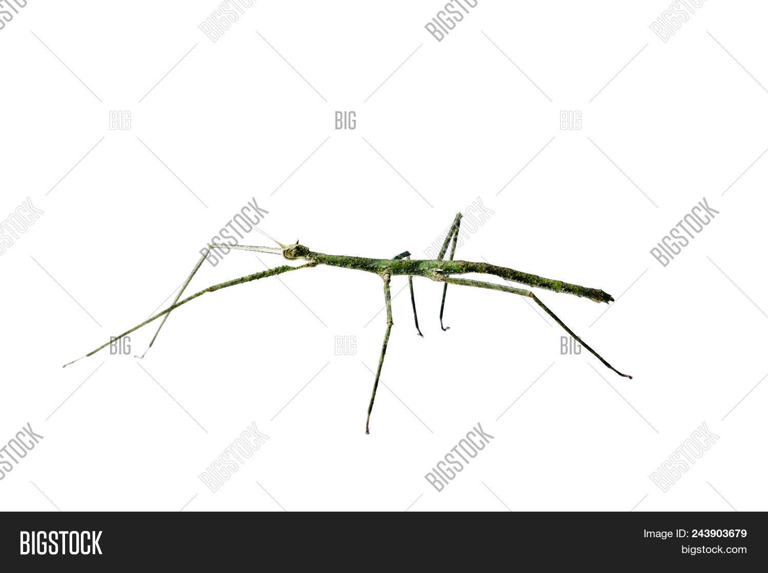 Annam Stick Insect. Image & Photo (Free Trial) | Bigstock