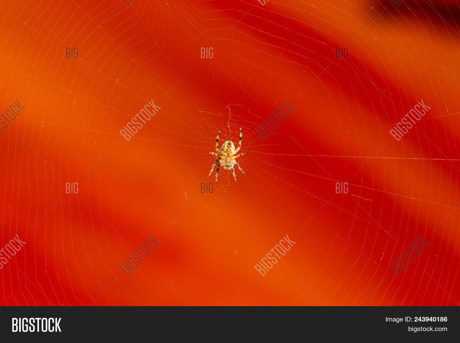 Underside View Spider Image & Photo (Free Trial) | Bigstock