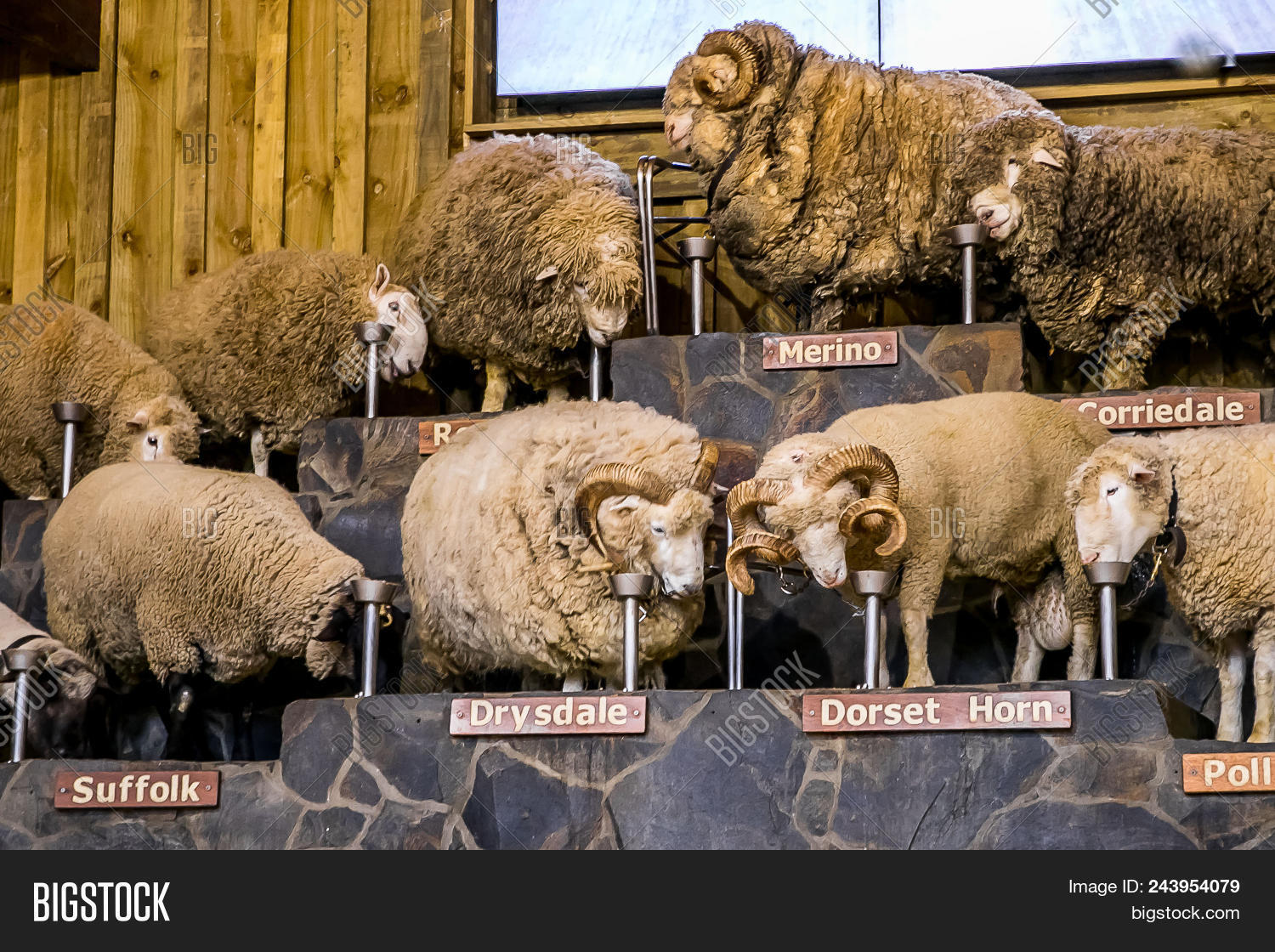 Sheep Exhibition Sheep Image & Photo (Free Trial) | Bigstock