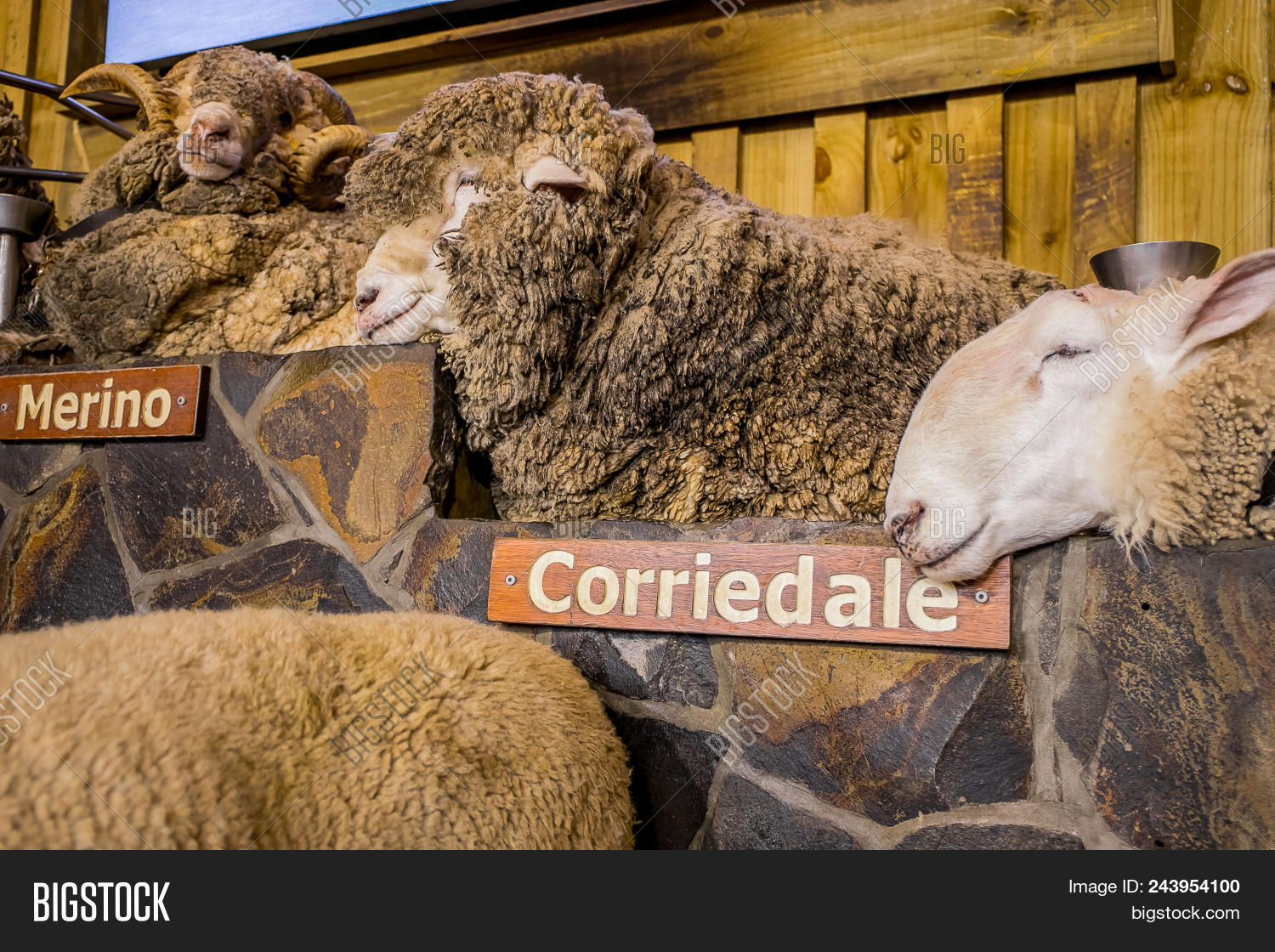 Sheep Exhibition Sheep Image & Photo (Free Trial) | Bigstock