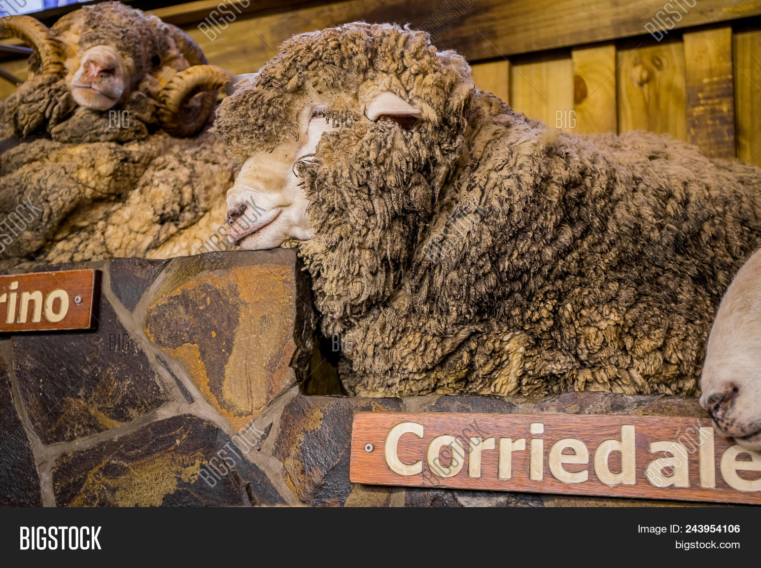 Sheep Exhibition Sheep Image & Photo (Free Trial) | Bigstock
