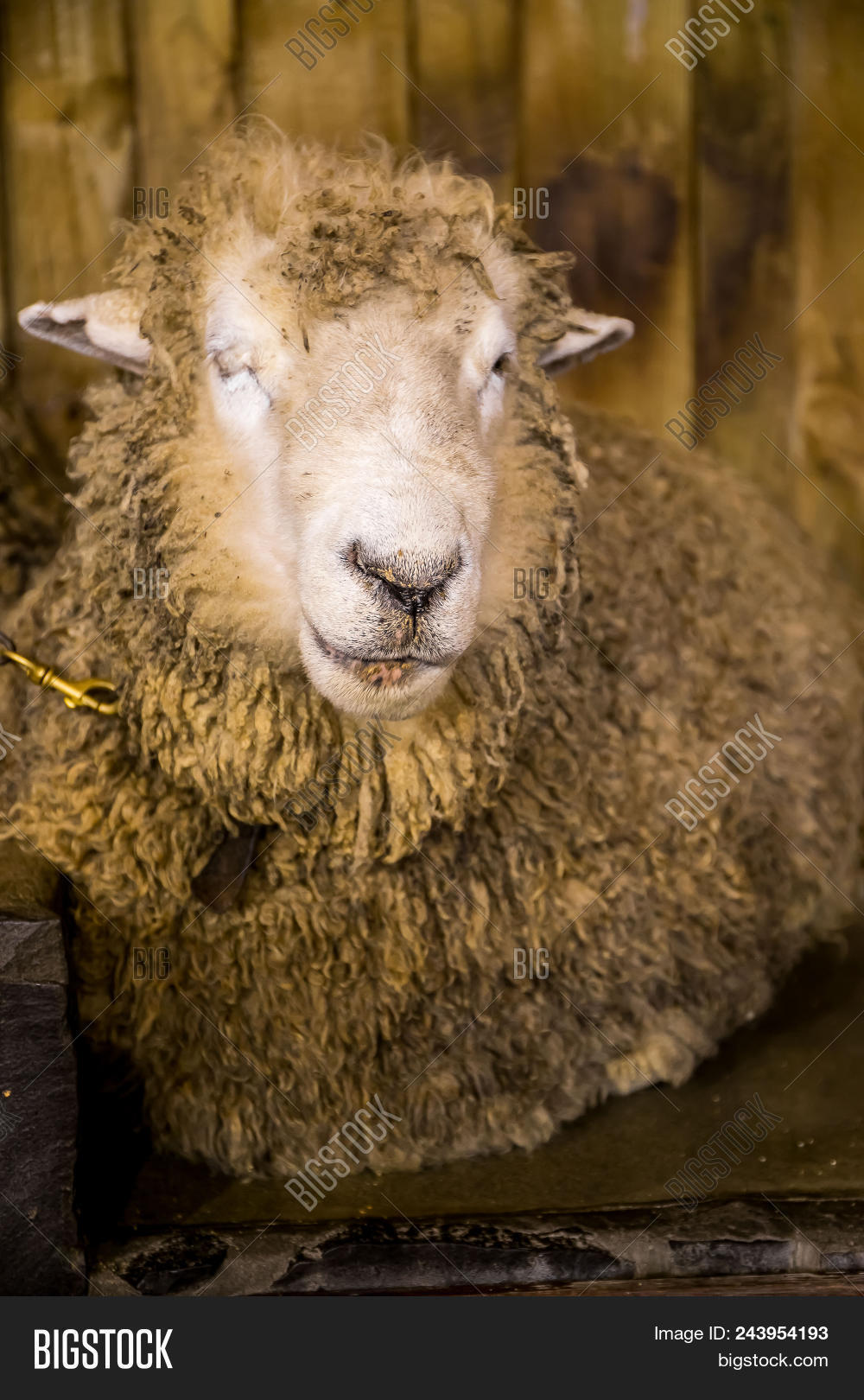 Sheep Exhibition Sheep Image & Photo (Free Trial) | Bigstock