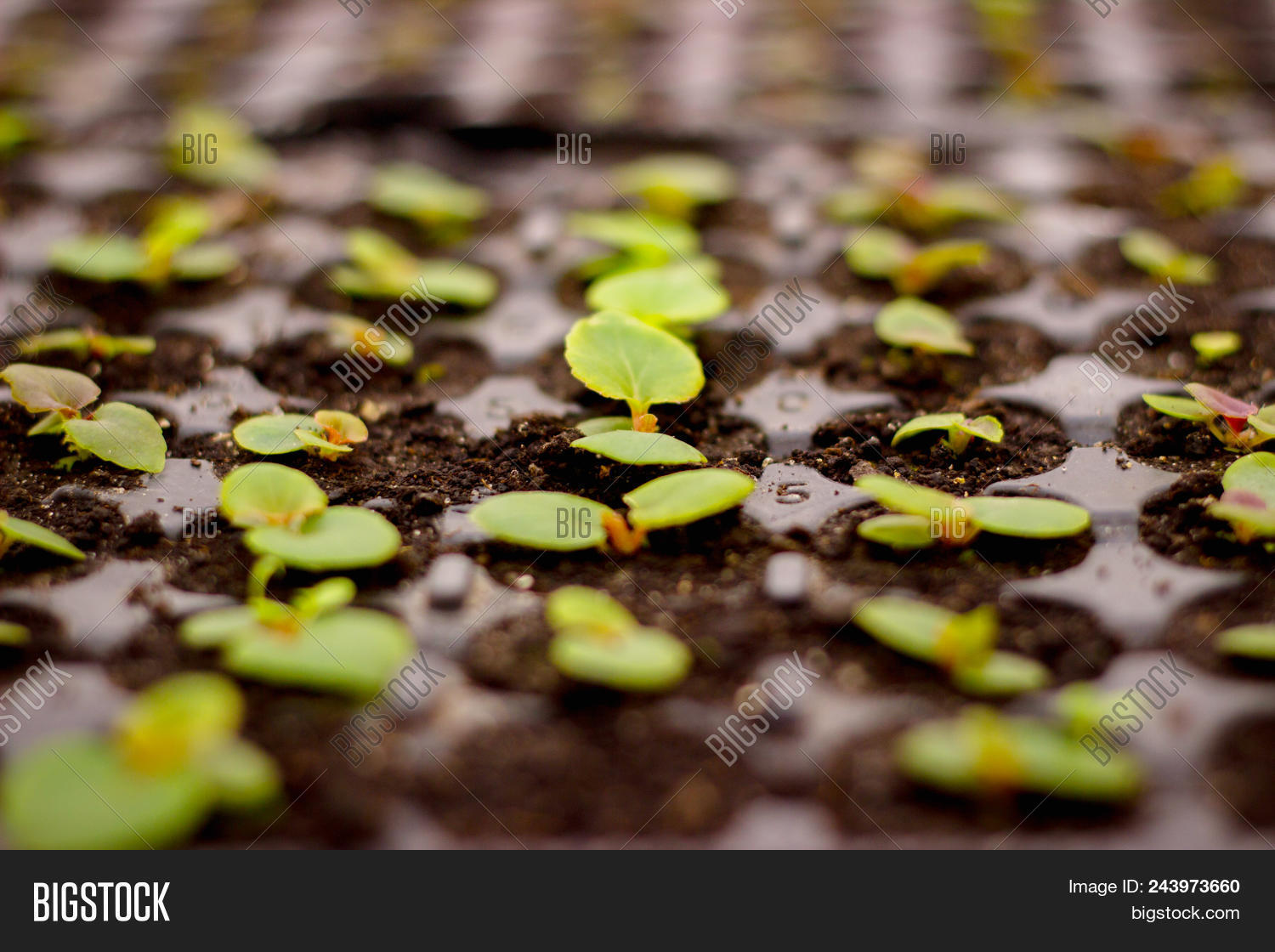 Growing Seedlings Peat Image & Photo (Free Trial) | Bigstock