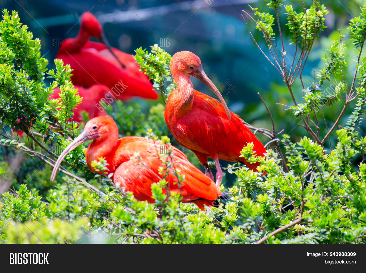 Beautiful Scarlet Ibis Image & Photo (Free Trial) | Bigstock