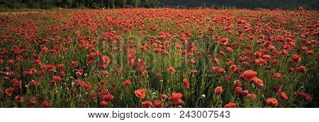 Poppy Seed Flower In Field, Narcotics. Poppy Flower Field, Harvesting ...