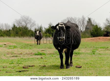 Two Black Cows Image & Photo (Free Trial) | Bigstock