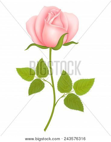 Pink Rose Flower Vector & Photo (Free Trial) | Bigstock