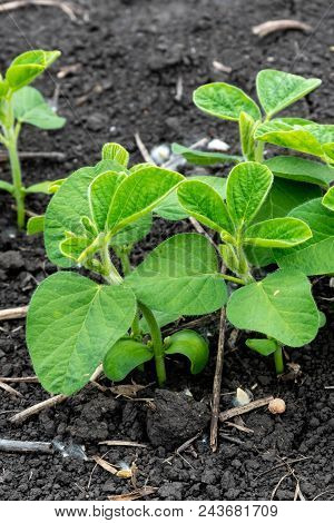 Soybean Flowers On Soy Image & Photo (Free Trial) | Bigstock